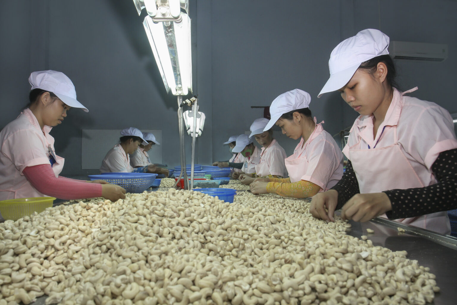 Cashew Nuts | Harvesting Trust, Exporting Excellence