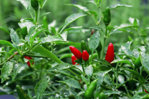 Kinds of Chilies in Vietnam: Hot and Charm of Every Chili Variety ...