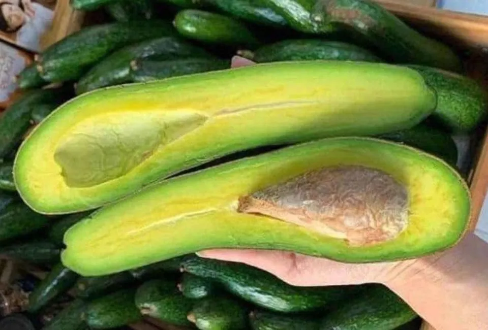 Vietnam Fresh Avocado 034 Exporter | Premium Quality HAVIGO